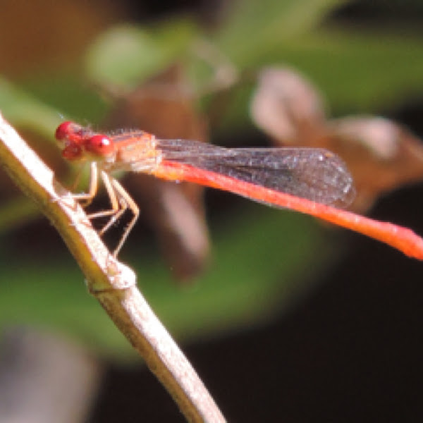 Desert Firetail | Project Noah