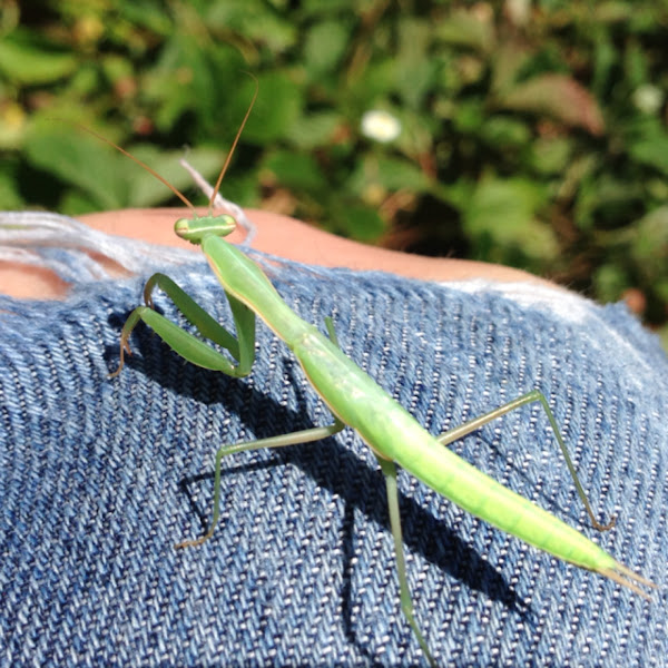 European Mantis nymph | Project Noah