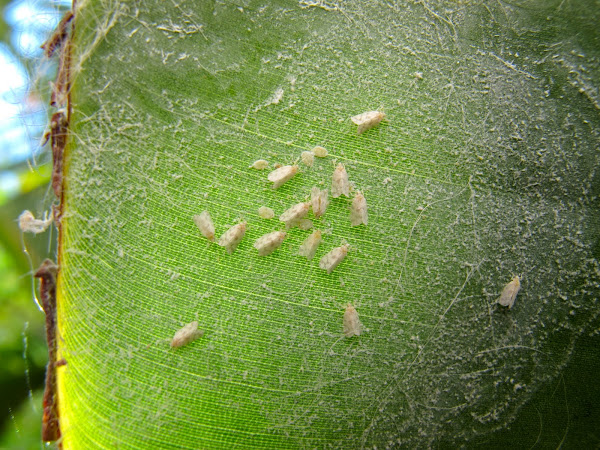 Giant Whitefly | Project Noah