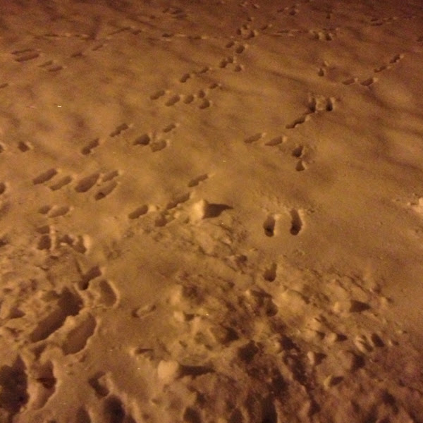 Rabbit | Project Noah