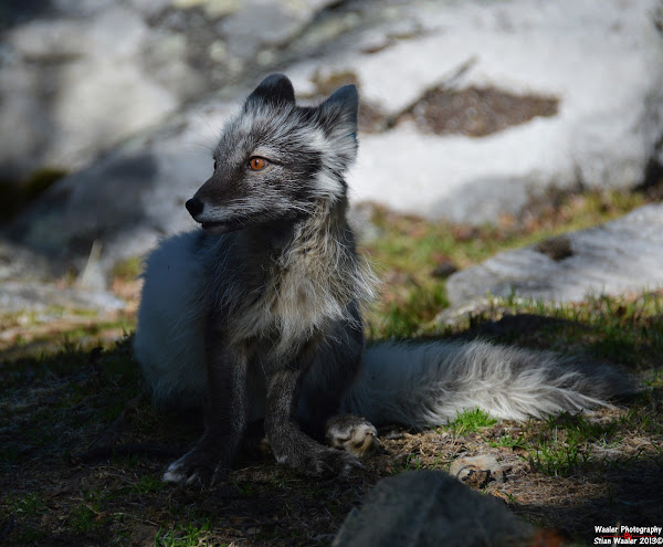 Arctic Fox | Project Noah