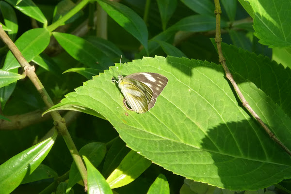 Striped Albatross (female) | Project Noah