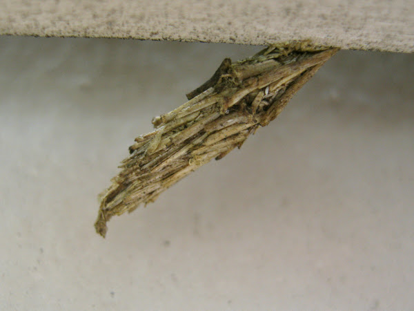 Bagworm Moth | Project Noah