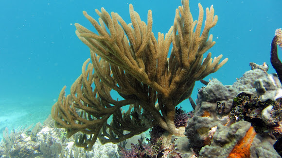 Porous Sea Rod | Project Noah