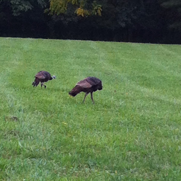 Wild Turkey female | Project Noah