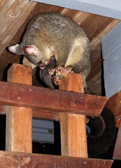 Common brushtail possum with pouch young | Project Noah