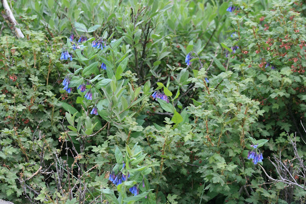 Alpine Bluebells | Project Noah