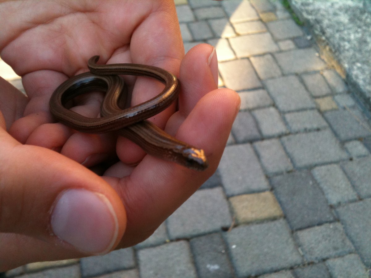 Sljepić (blind-worm) | Project Noah