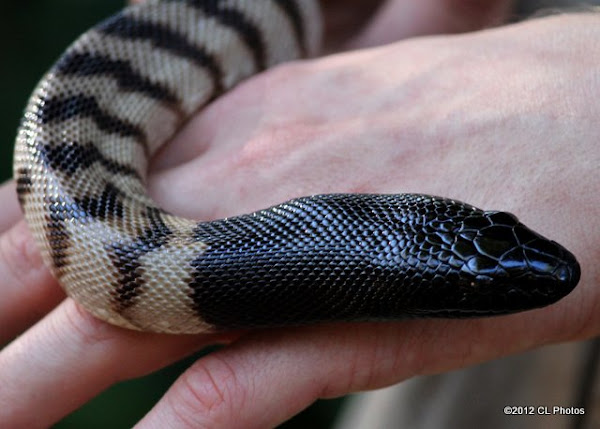 BLACK HEADED PYTHONS | Project Noah