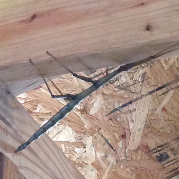 Giant Walking Stick | Project Noah