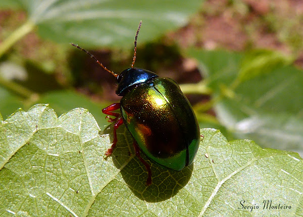 Leaf beetle | Project Noah