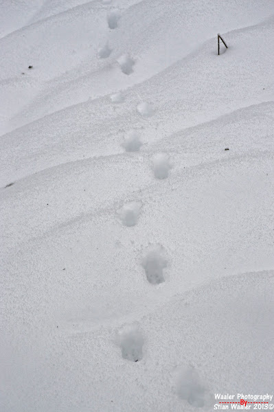 Gray Wolf Tracks | Project Noah