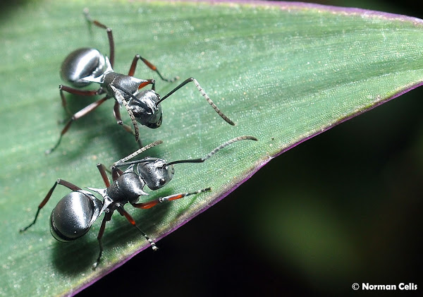 Silver Ants | Project Noah