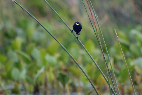 Spectacled Tyrant | Project Noah