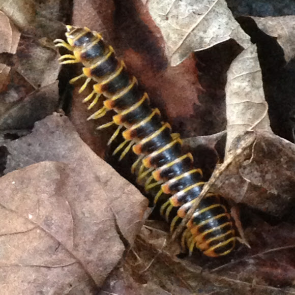 Millipede | Project Noah