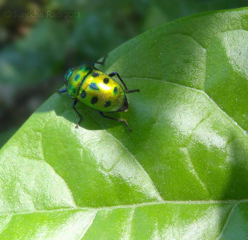 Jewel Bug | Project Noah