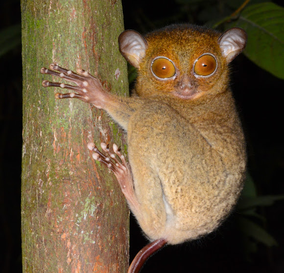 Horsfield's tarsier | Project Noah
