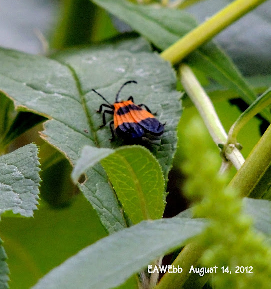 Banded Netwing Beetle | Project Noah