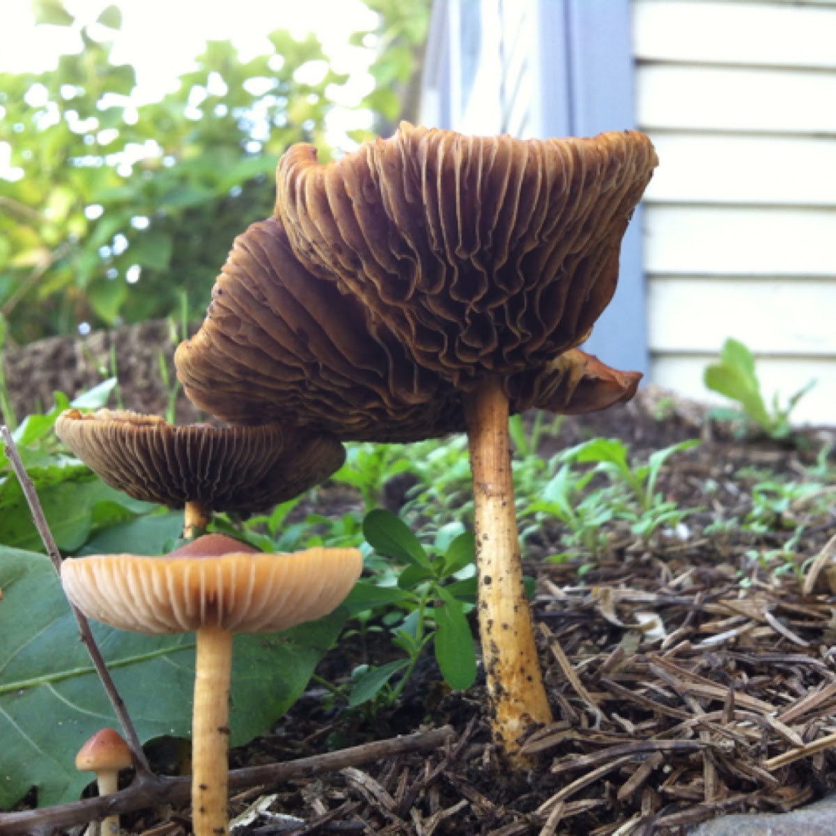 Spotting | Project Noah