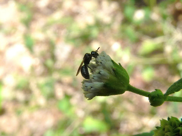 Ceratina bee | Project Noah