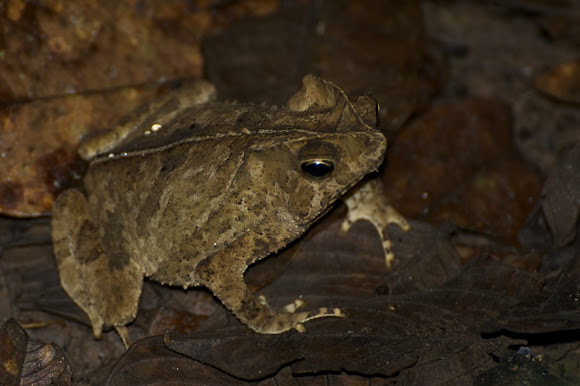 Crested Forest Toad | Project Noah