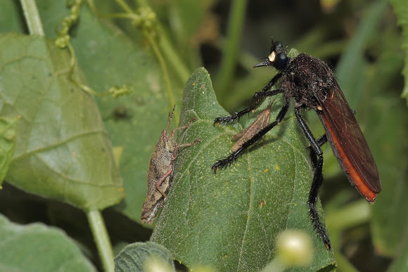 mosca ladrona mexicana | Project Noah