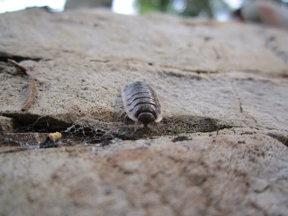 Pill bug | Project Noah