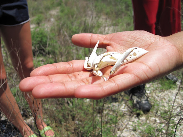 Diamondback Terrapin eggs | Project Noah