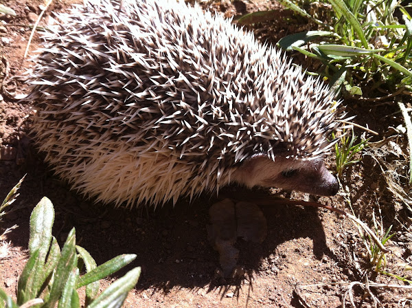 (Male) Hedgehog | Project Noah