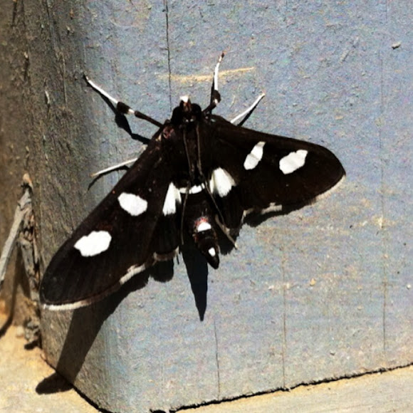 Grape Leaffolder | Project Noah