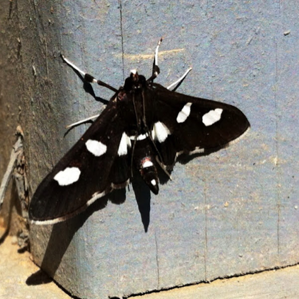 Grape Leaffolder | Project Noah