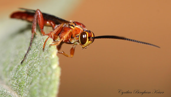 Ichneumon Wasp | Project Noah