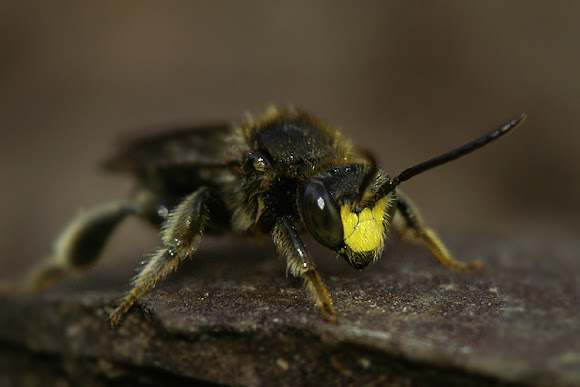Macropis europaea | Project Noah