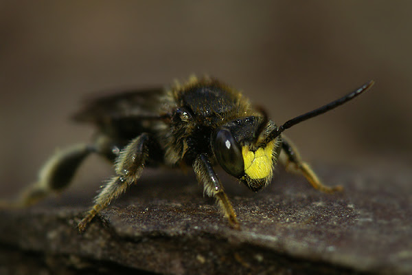 Macropis europaea | Project Noah