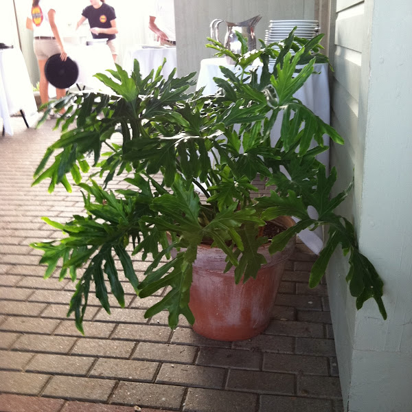 Plant | Project Noah