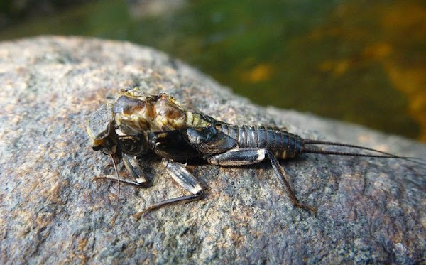 Stonefly | Project Noah