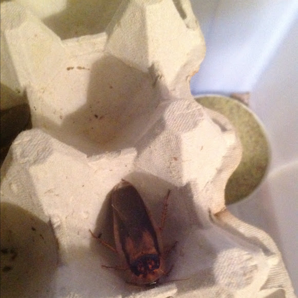 Dubia roach, orange spotted cockroach | Project Noah