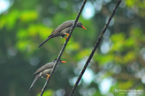 Black Bulbul | Project Noah