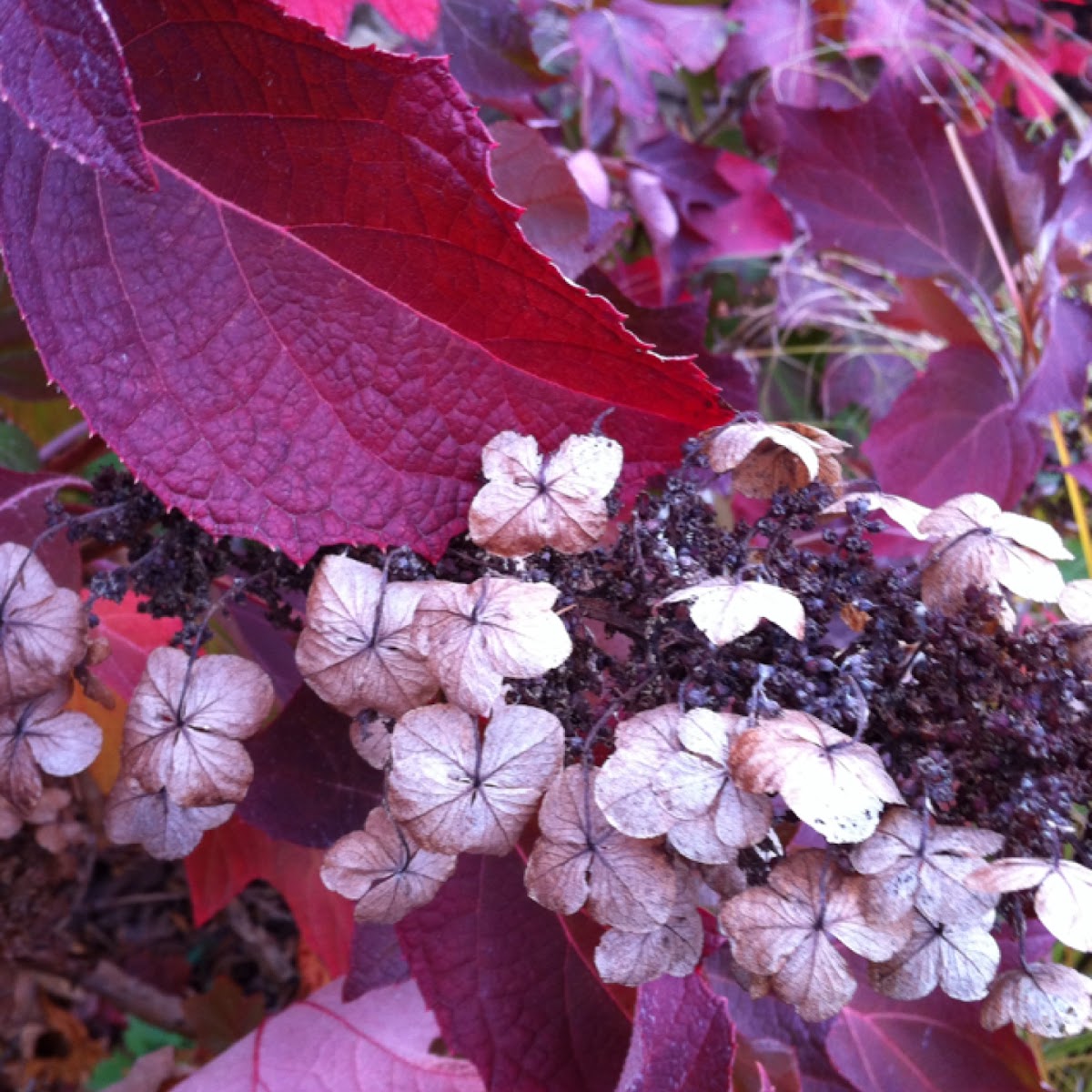 Oakleaf Hydrangea | Project Noah