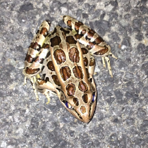 Pickerel Frog | Project Noah
