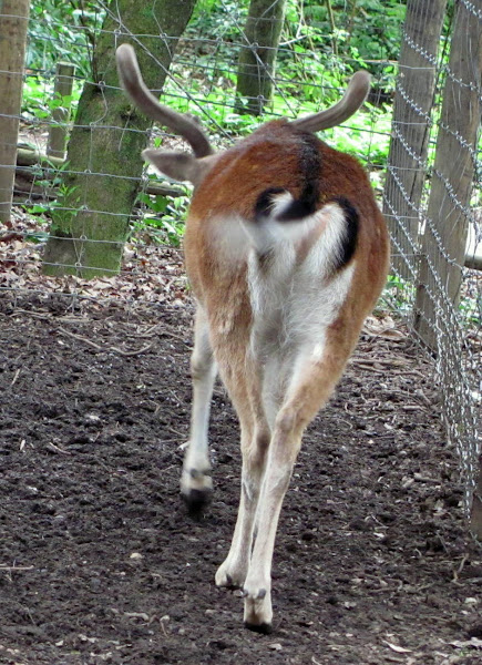Fallow Deer,Gamo | Project Noah