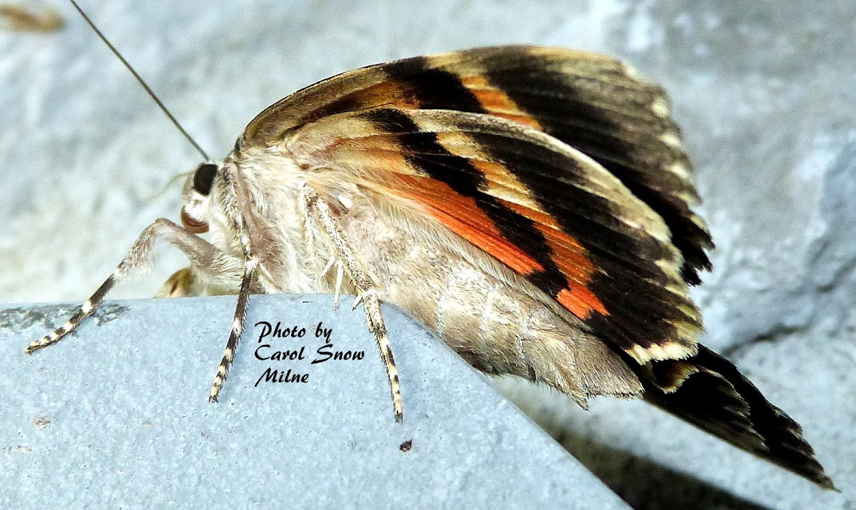 Ilia Underwing Moth | Project Noah