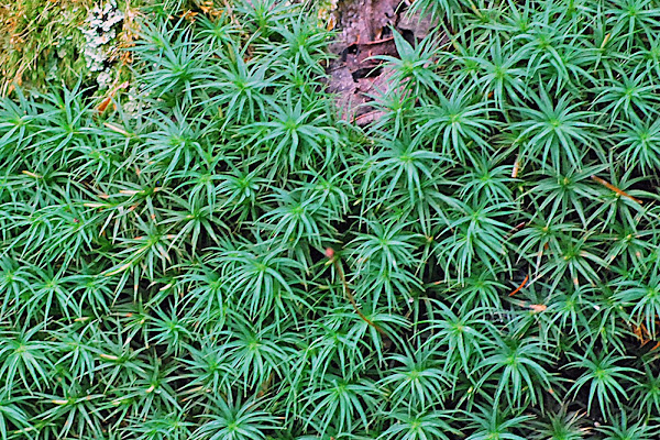 Hairy-cap Moss | Project Noah