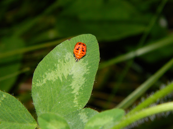 Multicolored Asian Lady Beetle Pupae | Project Noah