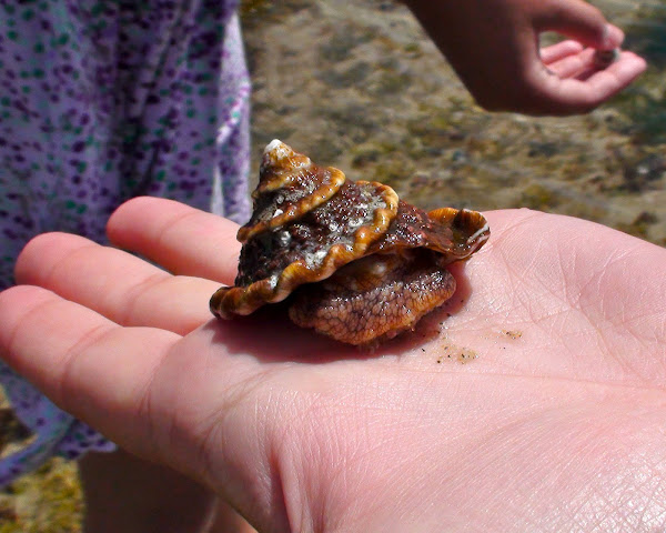 Wavy Turban Snail | Project Noah