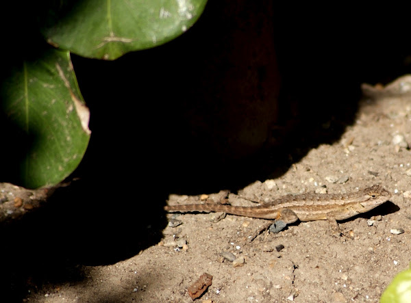 Western Fence Lizard | Project Noah