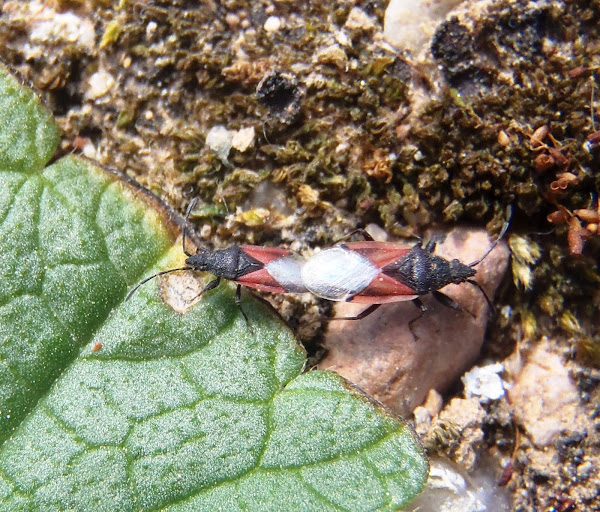 Chinche roja del melocotonero | Project Noah