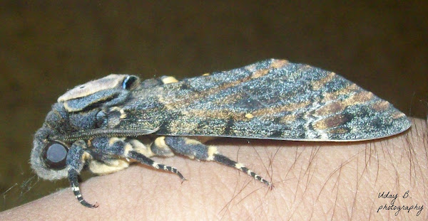 Death Head's hawk moth | Project Noah