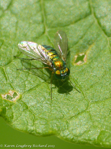 Long-legged fly | Project Noah
