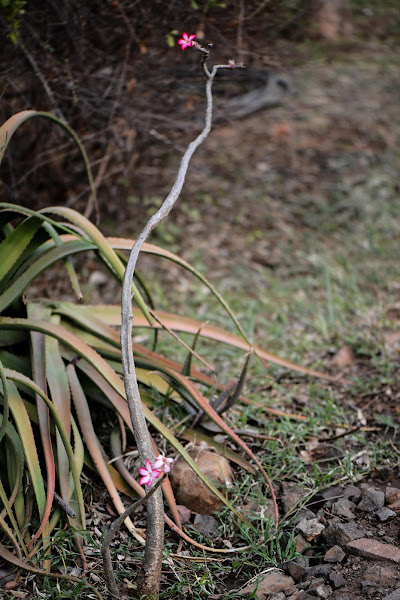 Impala Lily | Project Noah